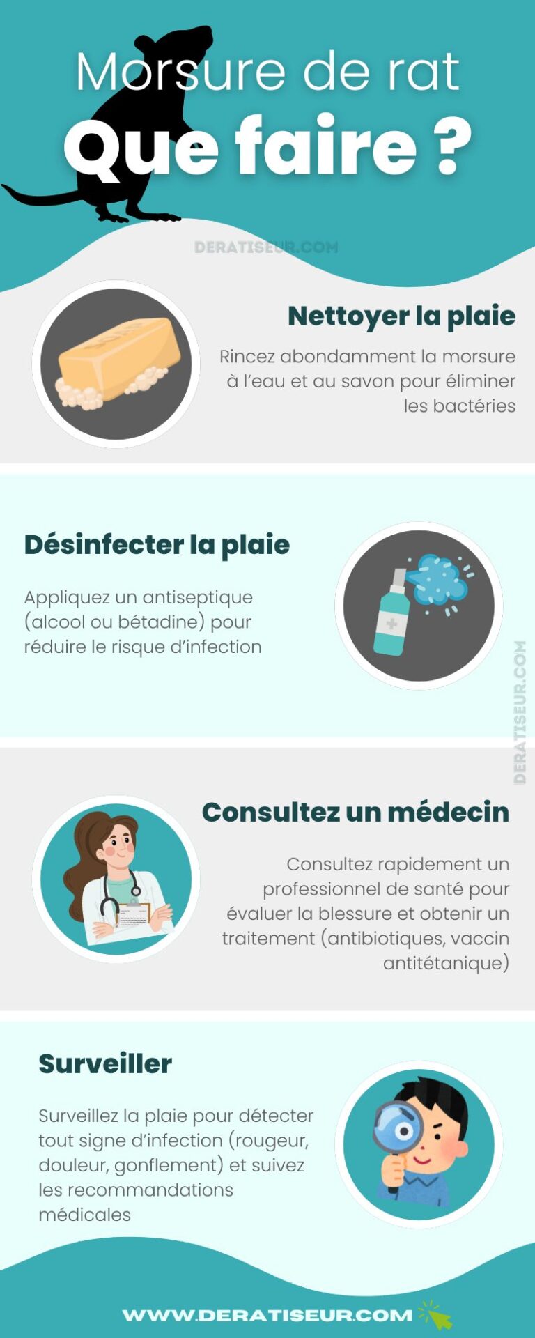 Morsure de rat : dangers et premiers gestes